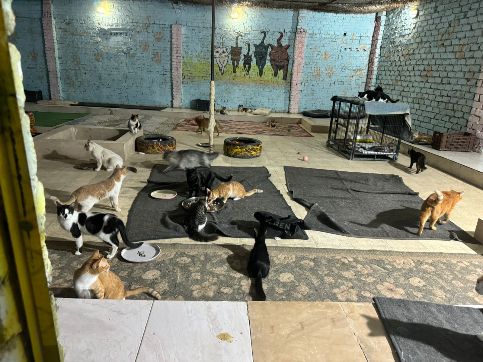Our Facility – Paws And Claws